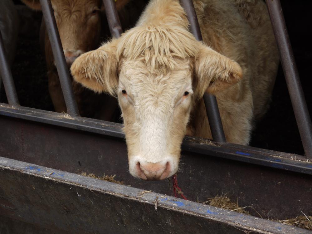 Separation for Animal Feed / Turbo Separator